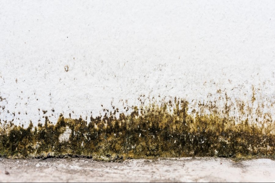 What Is Damp And How Is It Caused EnviroVent what-is-damp-and-how-is-it-caused-envirovent